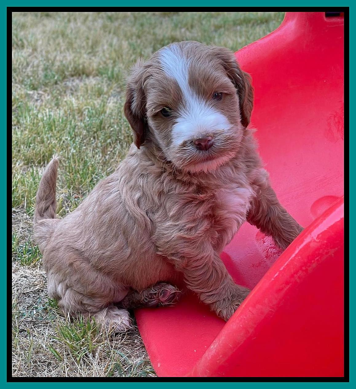 Rosie Gambler 5 WK OLD pups 461
