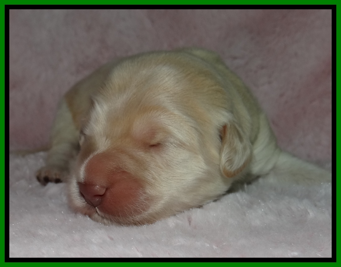 Bess Zephyr pups 1 wk old 201